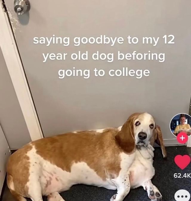 Saying goodbye to my 12 year old dog beforing going to college - iFunny