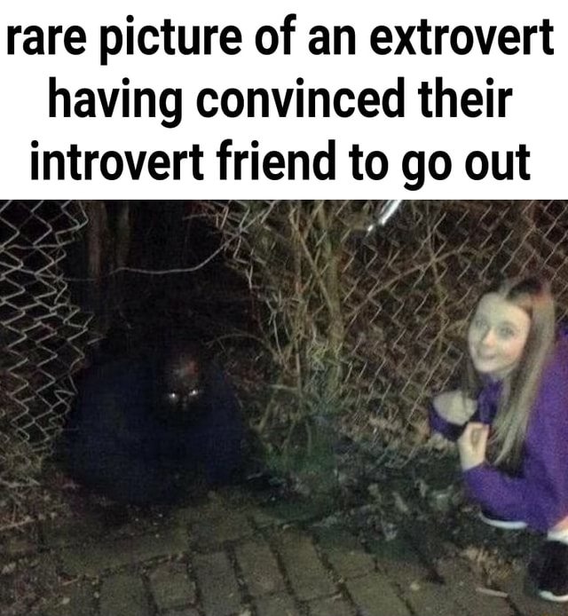 Rare picture of an extrovert having convinced their introvert friend to ...