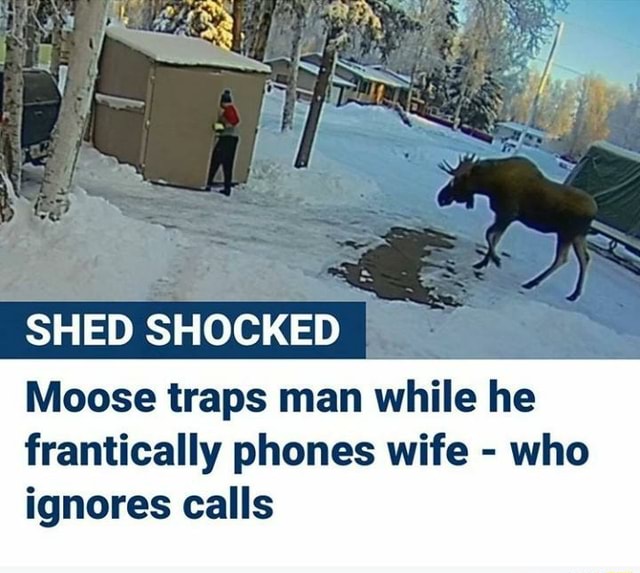 SHED SHOCKED Moose traps man while he frantically phones wife who ...