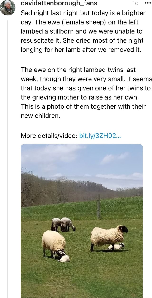 Davidattenborough_fans see Sad night last night but today is a brighter ...