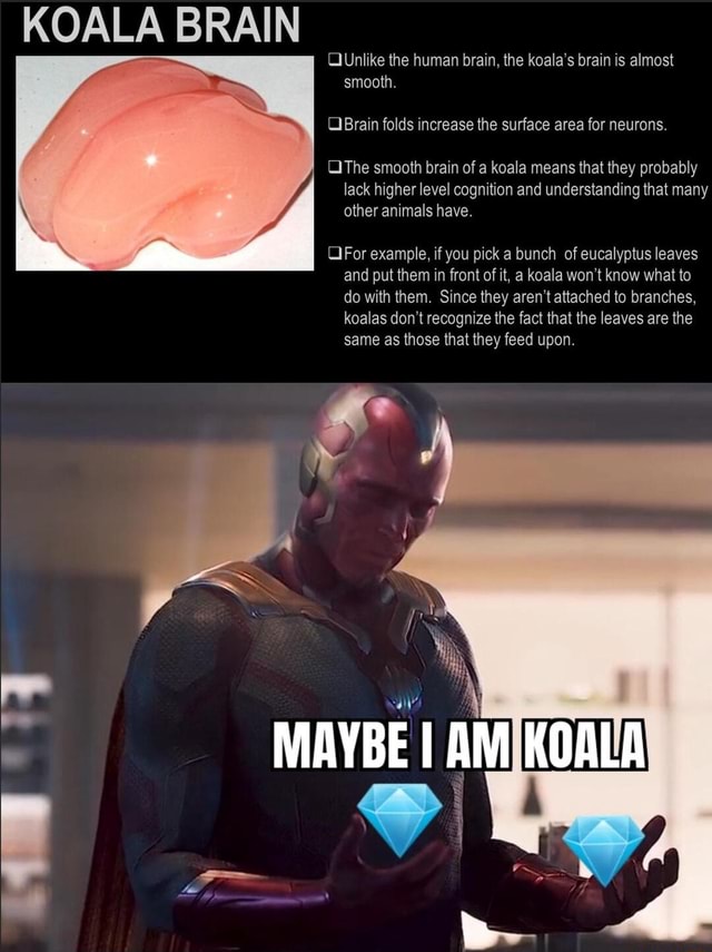 KOALA BRAIN the human brain, the koala's brain is almost smooth ...