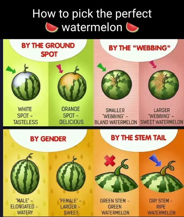 How to pick the perfect watermelon BY THE GROUND BY THE "WEBBING" SPOT ...