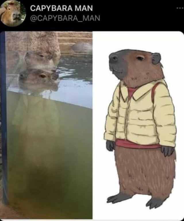 CAPYBARA MAN OCAPYBARA MAN - iFunny