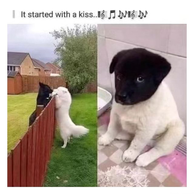 Awww ️ Tag a friend 👇 . . . #dogmemes #cutenessoverload #doggo - It ...