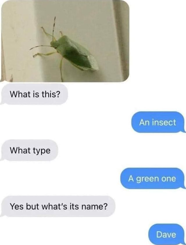 What is this? An insect A green one Dave What type Yes but what's its ...