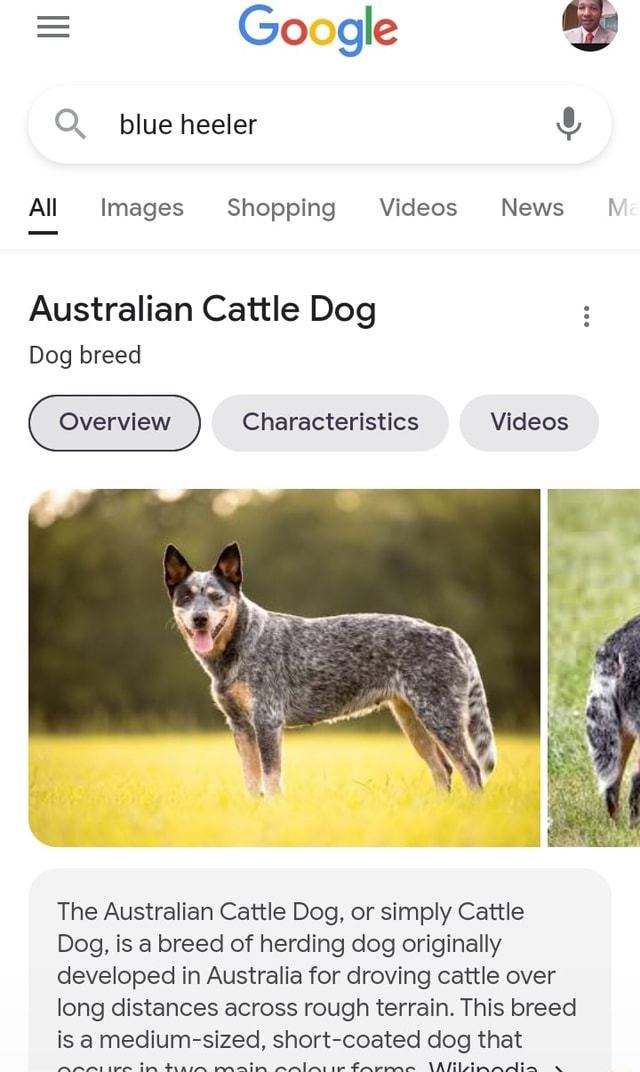 Google blue heeler All Images Shopping Videos News ME Australian Cattle Dog Dog breed ...