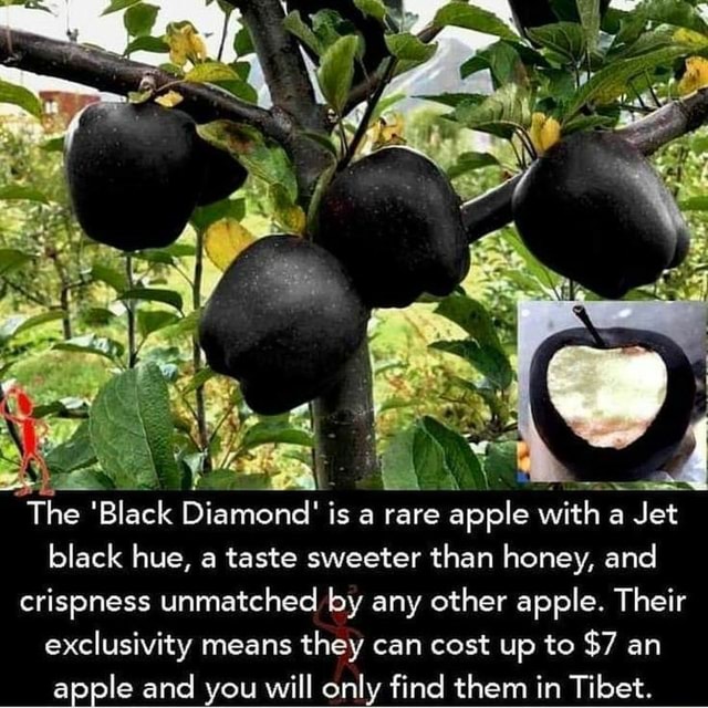 The 'Black Diamond! is a rare apple with a Jet black hue, a taste ...