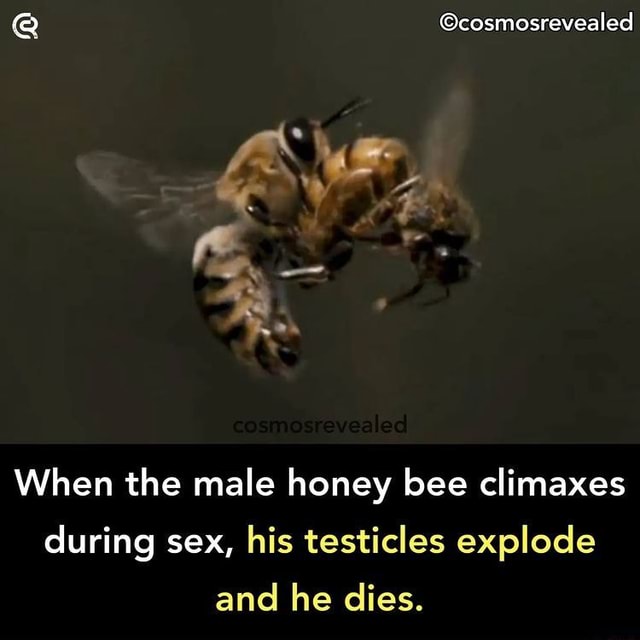 When the male honey bee climaxes during sex, his testicles explode and ...