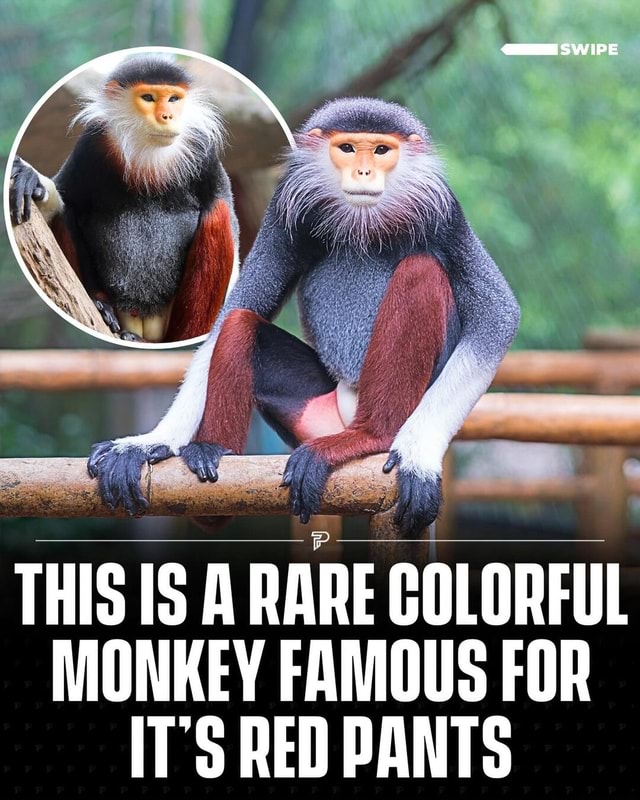 Swipe ️ The Red Douc Langur, known for its vibrant appearance, boasts ...