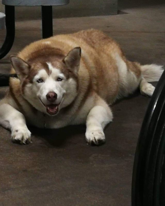 I saw a dog today, if a business has a dog I am 100x more likely to be ...