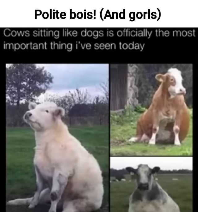 Polite bois! (And gorls) Cows sitting like dogs is officially the most ...