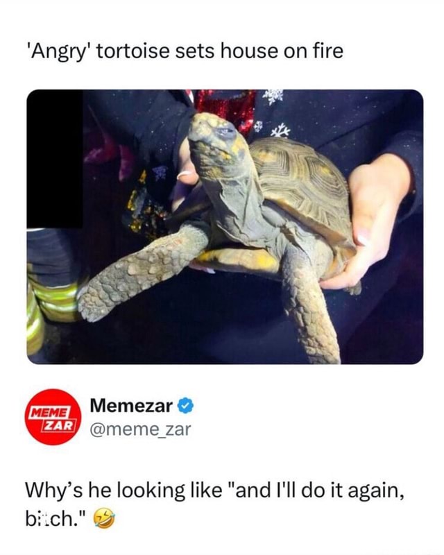 'Angry' tortoise sets house on fire Memezar @meme zar biich." Why's he ...