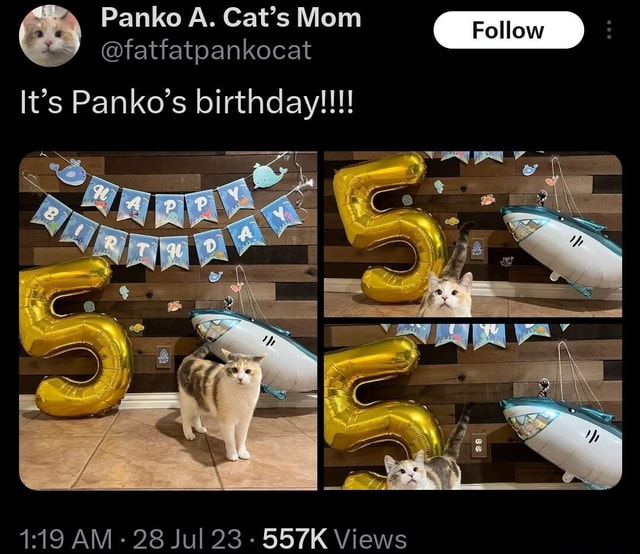 Panko A. Cat's Mom xe) II @fatfatpankocat It's Panko's birthday!!! AM ...
