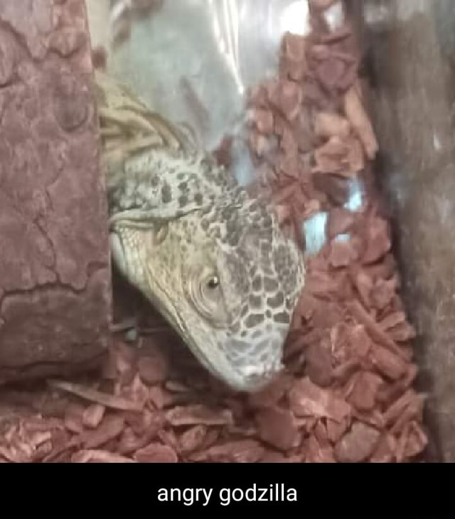 Angry godzilla - iFunny