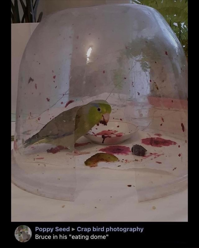 Poppy Seed Crap bird photography Bruce in his "eating dome" - iFunny