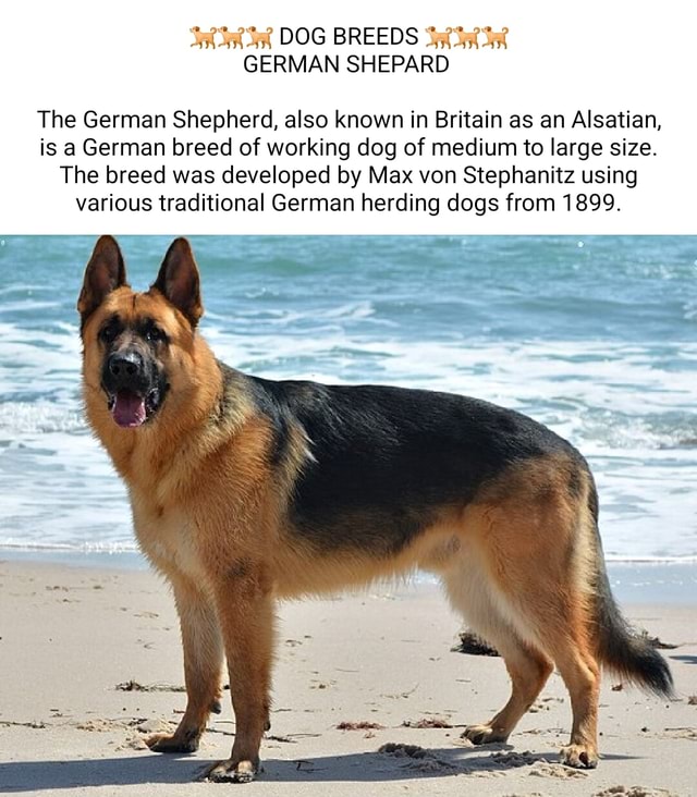 DOG BREEDS GERMAN SHEPARD The German Shepherd, also known in Britain as ...