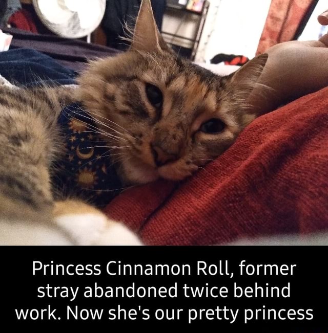 Princess Cinnamon Roll, former stray abandoned twice behind work. Now ...