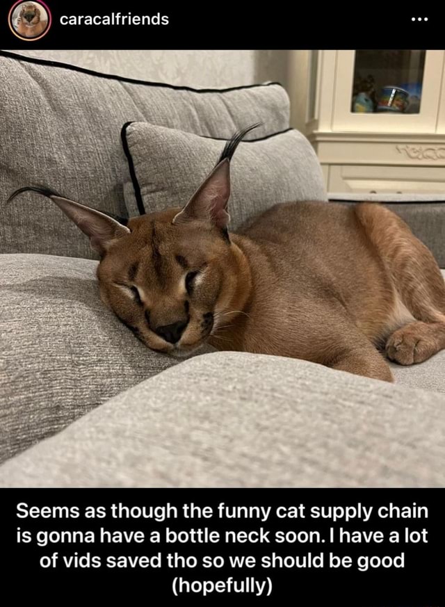 Caracalfriends Seems as though the funny cat supply chain is gonna have ...