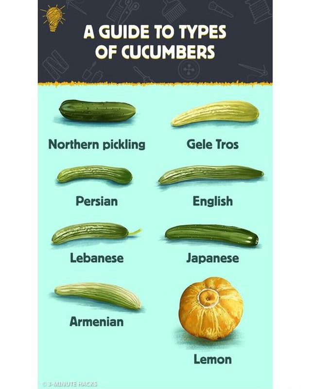 A GUIDE TO TYPES OF CUCUMBERS Northern pickling Gale Tros Persian ...