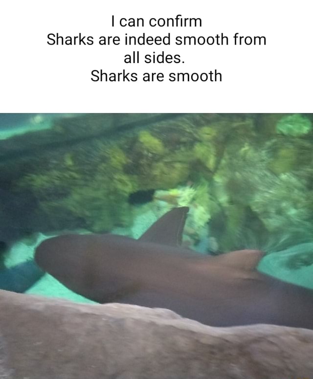 Can confirm Sharks are indeed smooth from all sides. Sharks are smooth ...