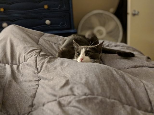 Picture memes QiMDUnwN6 by these_two_cats_2017 - iFunny