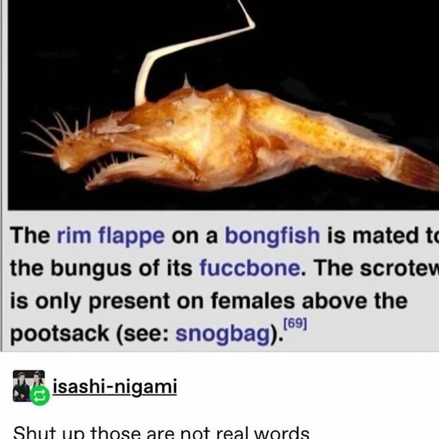 The rim flappe on a bongfish is mated t the bungus of its fuccbone. The ...
