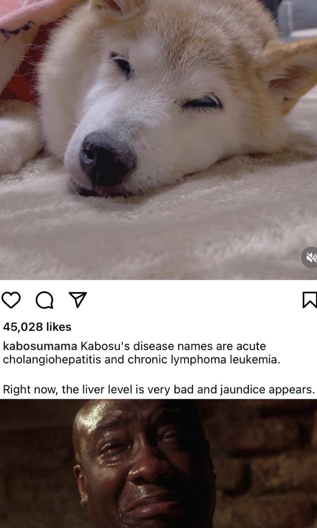 9 AV 45,028 likes kabosumama Kabosu's disease names are acute cholangiohepatitis and chronic ...
