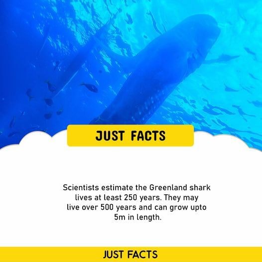 JUST FACTS Scientists estimate the Greenland shark lives at least 250 ...
