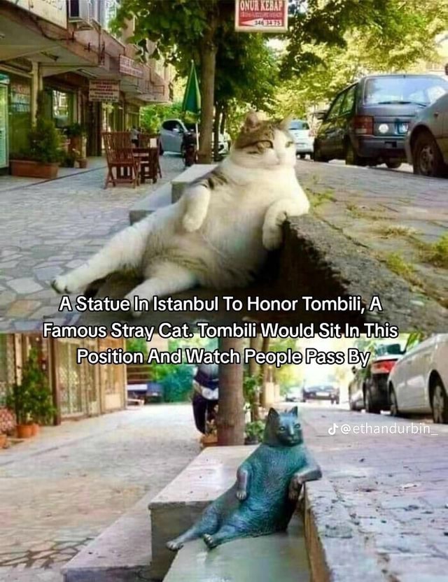 A Statue In Istanbul To Honor Tombili, A Famous Stray Cat. Tombili ...