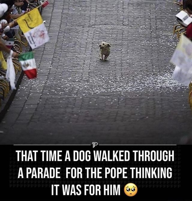 THAT TIME A DOG WALKED THROUGH A PARADE FOR THE POPE THINKING IT WAS ...
