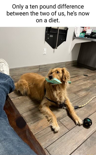 Only ten pound difference between the two of us, he's now on diet. - iFunny