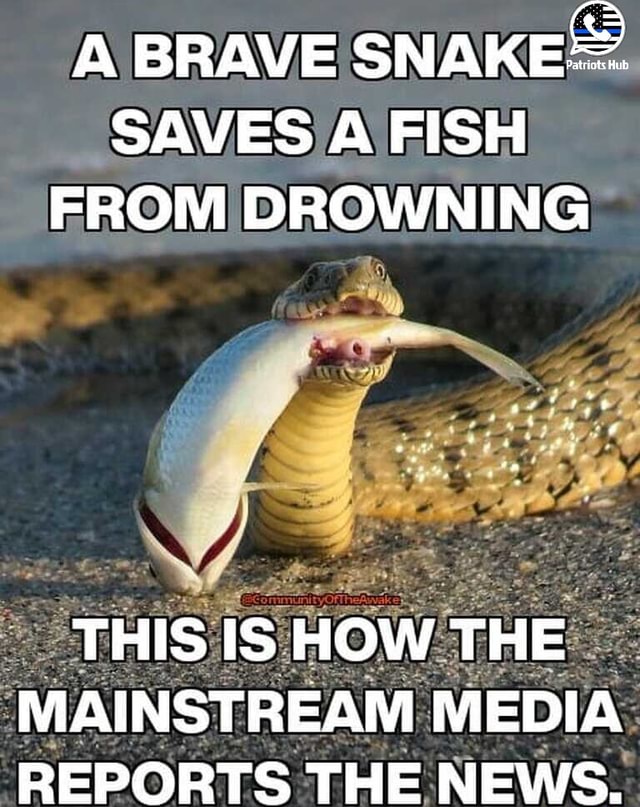 A BRAVE SNAKE= SAVES A FISH FROM DROWNING THIS IS HOW THE MAINSTREAM ...