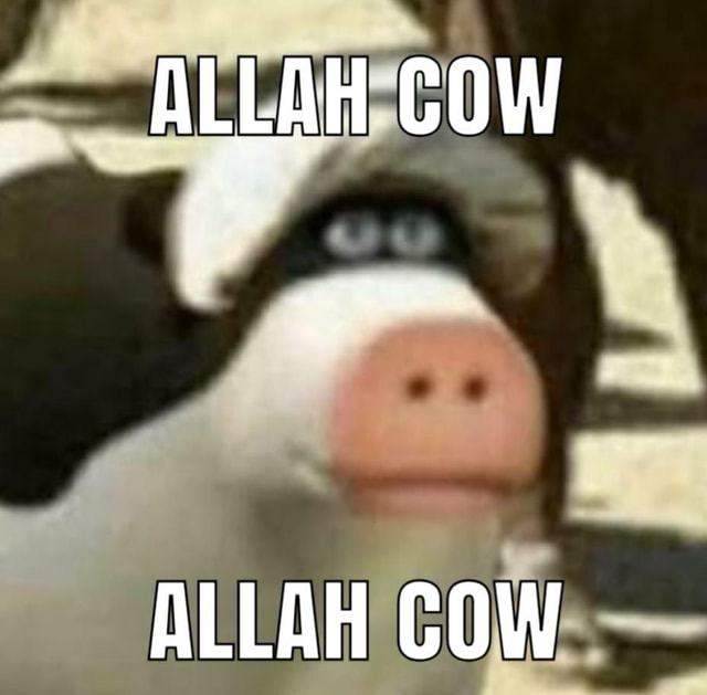 ALLAH COW ALLAH COW - iFunny