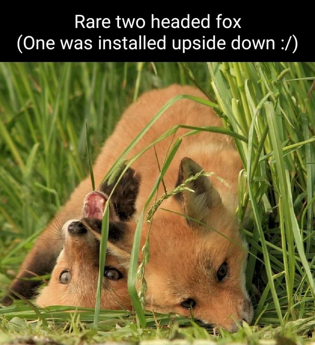 Rare two headed fox One was installed upside down ha\ - iFunny