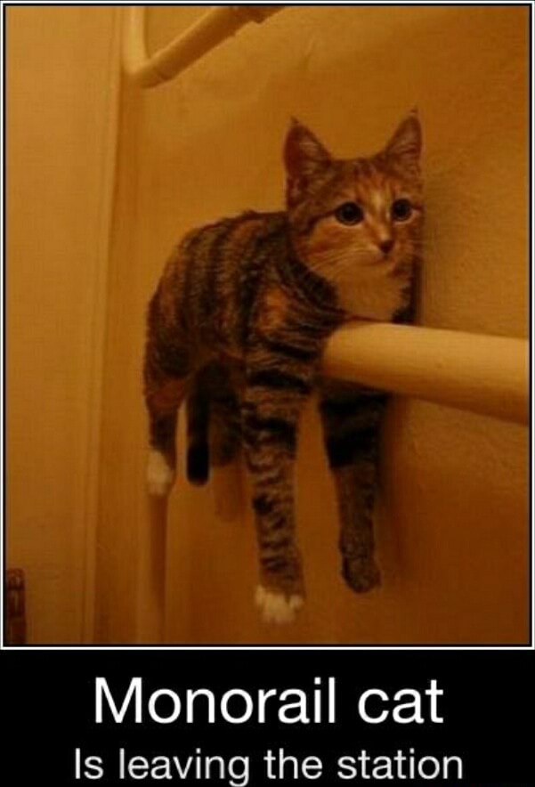 Monorail cat Is leaving the station - iFunny