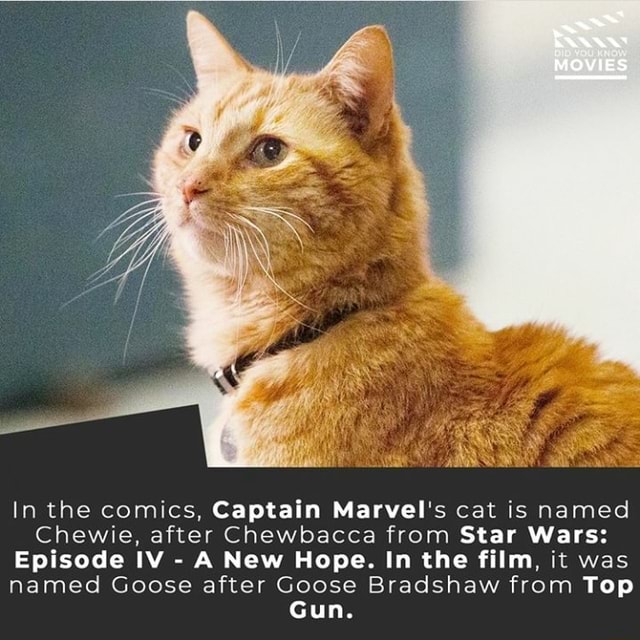 In the comics, Captain Marvel's cat is named Chewie, after Chewbacca ...