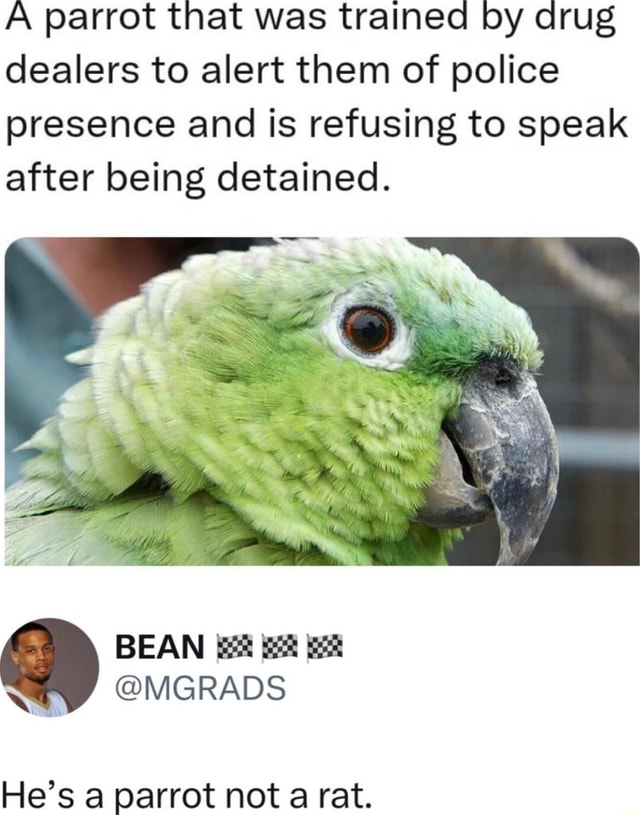 A parrot that was trained by arug dealers to alert them of police ...