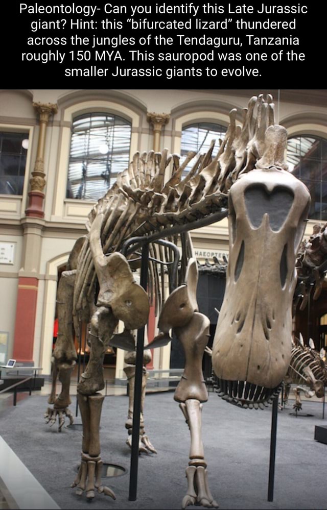 Paleontology- Can you identify this Late Jurassic giant? Hint: this ...