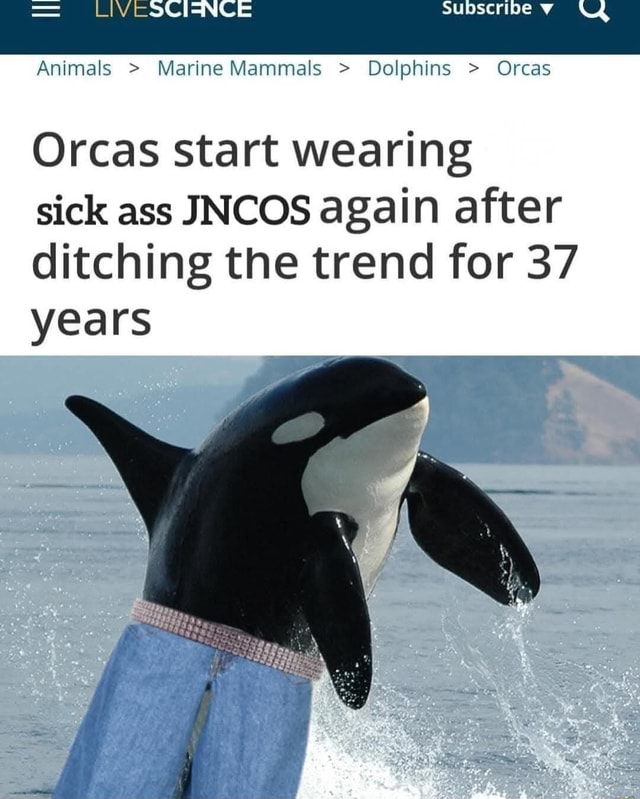 Animals > Marine Mammals > Dolphins > Orcas Orcas start wearing sick ...