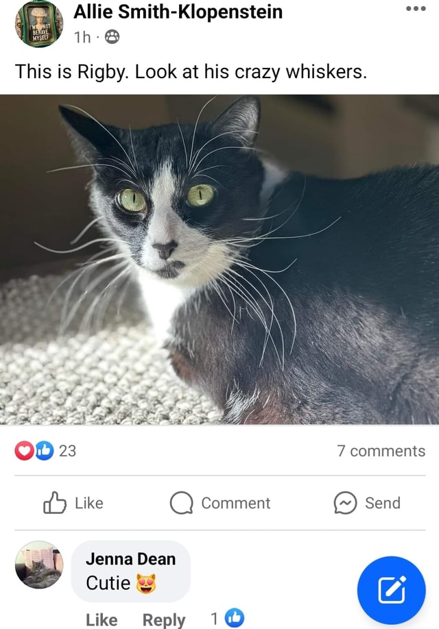 Allie Smith-Klopenstein This is Rigby. Look at his crazy whiskers. OO ...