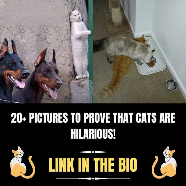 20- PICTURES TO PROVE THAT CATS ARE HILARIOUS! UNK in THE Bio - America ...
