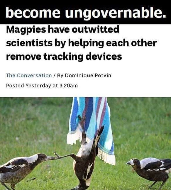 Become ungovernable. Magpies have outwitted scientists by helping each ...