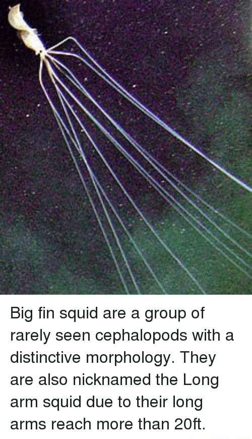 Big fin squid are a group of rarely seen cephalopods with a distinctive ...