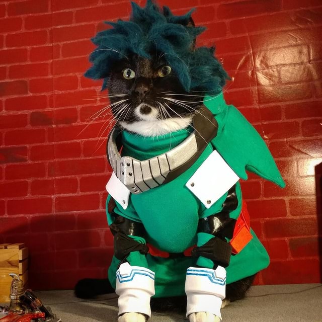 Meow Hero Academia - iFunny