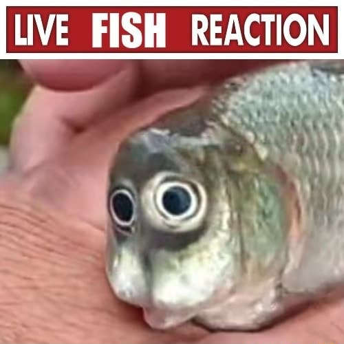 LIVE FISH REACTION - iFunny