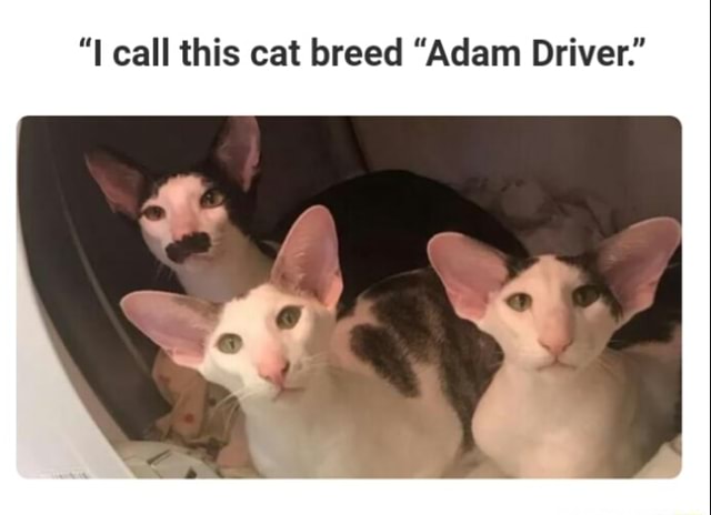 "I call this cat breed "Adam Driver." - iFunny