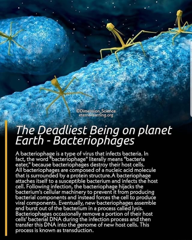 E Deadliest Being on planet Earth - Bacter/ophages A bacteriophage is a ...