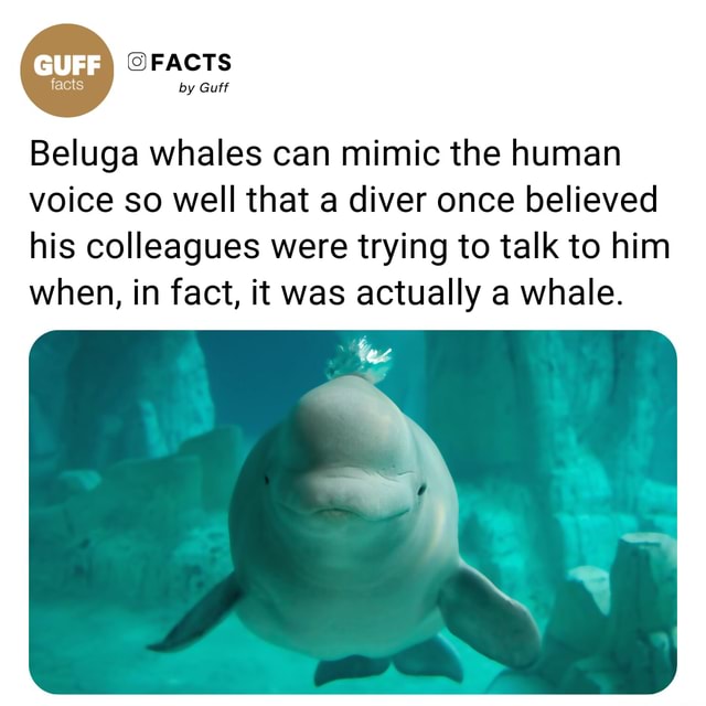 FACTS by Guff Beluga whales can mimic the human voice so well that a ...