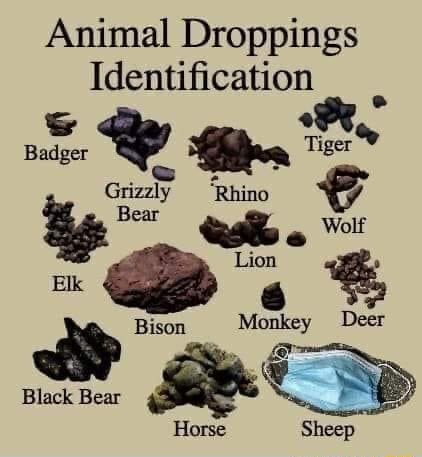 Animal Droppings Identification Badger Bear Lion Elk Bison Monkey Deer ...