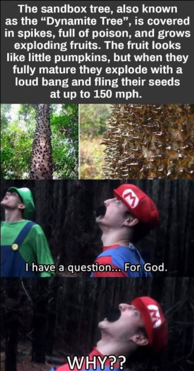 The sandbox tree, also known as the "Dynamite Tree", is covered in ...